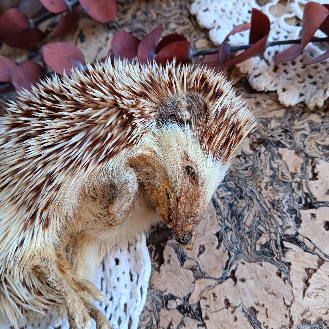Deathtaxusa • #18 - Real Mummified Dried Domestic Pygmy Hedgehog ...