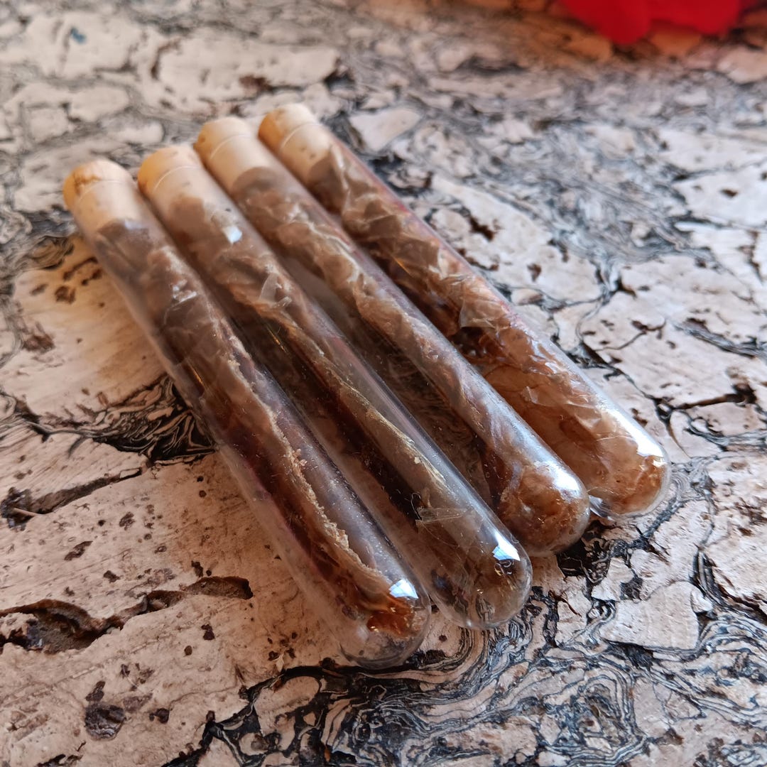 Deathtaxusa • Glass Vial - Real Venomous Female Adult King Cobra Snake ...