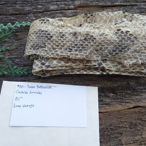 Deathtaxusa 85 51 Venomous Timber Rattlesnake Rattler Serpent Skin Shed ...