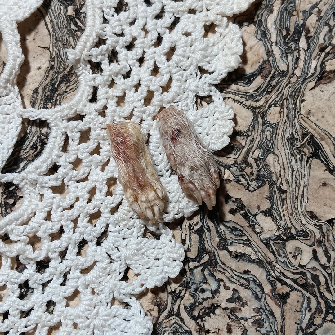 Deathtaxusa • #3714 - Real Animal Mummified Domestic Hedgehog Feet Paws ...