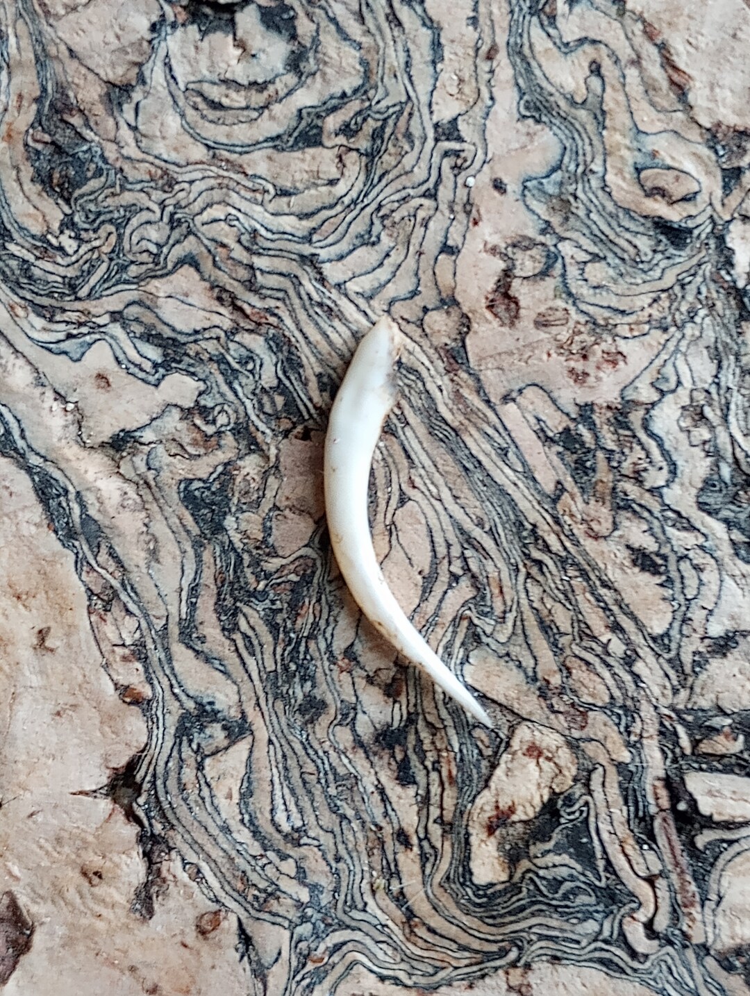 Deathtaxusa • #2806 - Real Snake African Gaboon Viper Fang Bone | Bitis ...