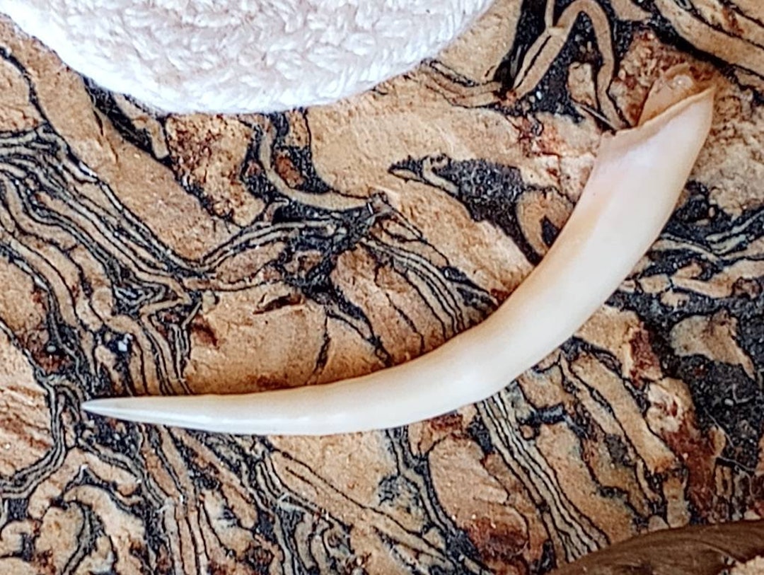 Deathtaxusa 1284 Real Snake African Gaboon Viper Fang Bone Bitis ...