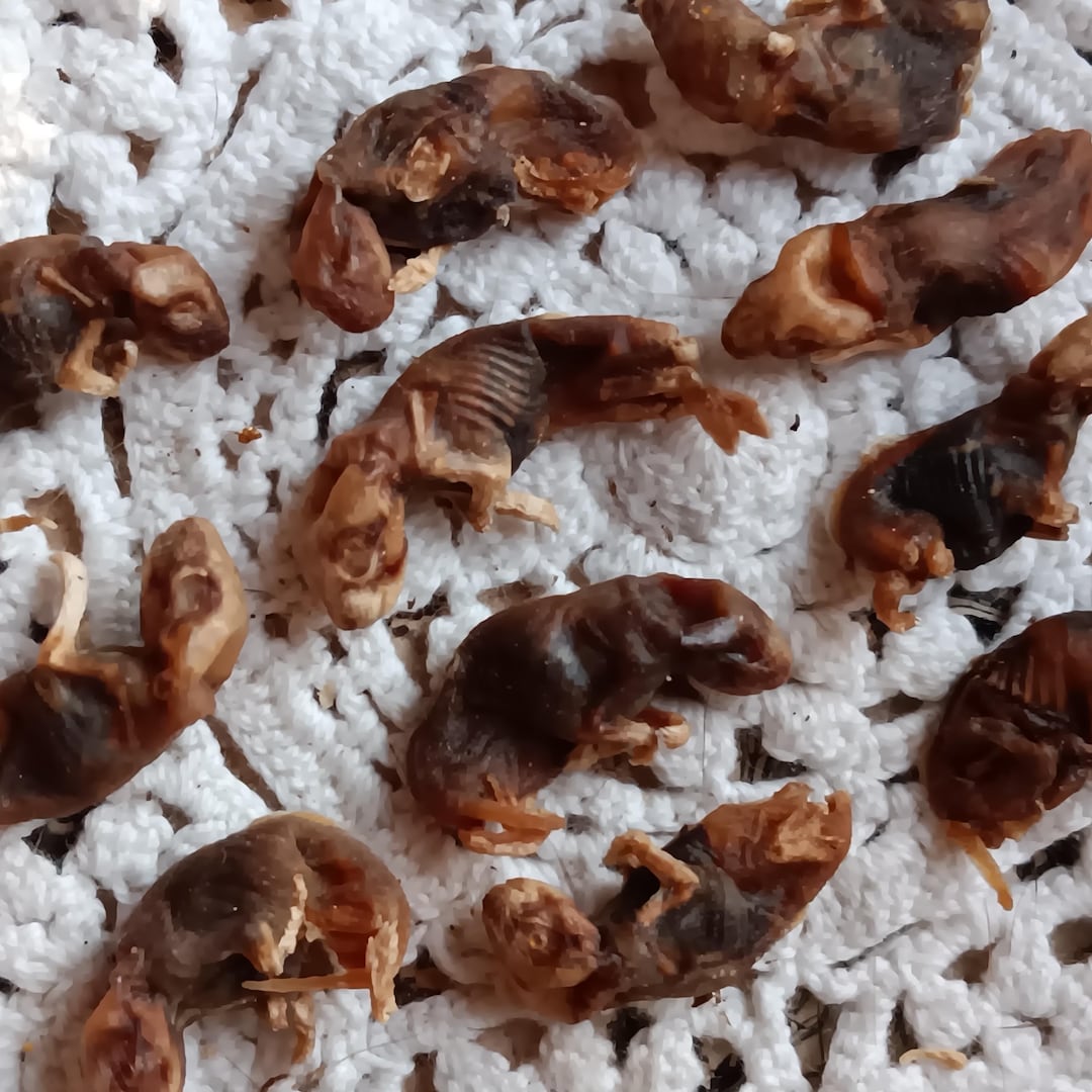 Deathtaxusa • #A13 - Real Mummified Dried Baby Domestic White Mouse ...