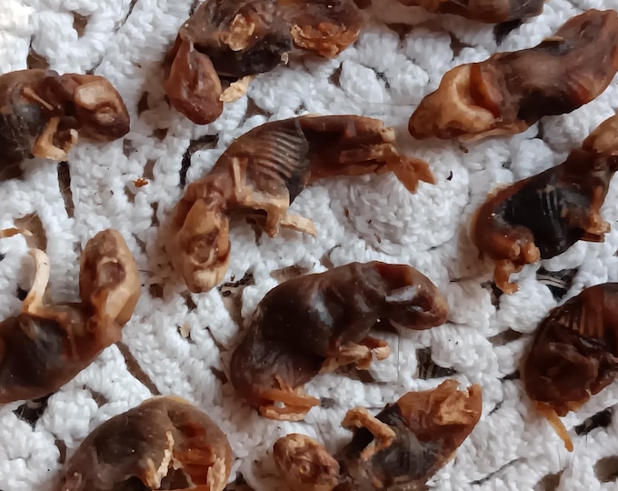 Deathtaxusa • #A13 - Real Mummified Dried Baby Domestic White Mouse ...