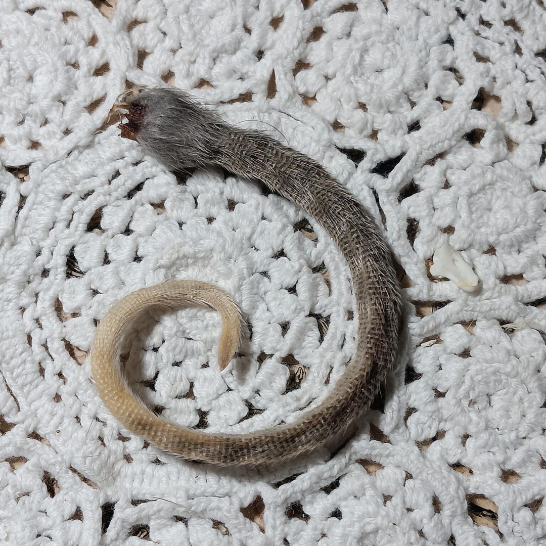 Deathtaxusa • #3710 - Real Mummified Dried Domestic Rodent Tail | Rat ...