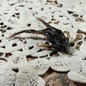 Deathtaxusa • #3265 - Real Animal Mummified Dried Toad Frog | Reptile ...