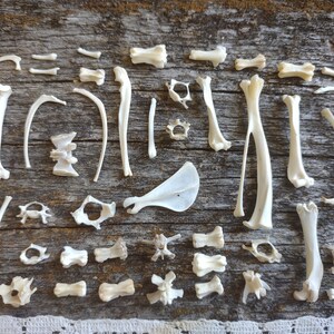 Deathtaxusa A5 50 Real Animal Domestic Rodent Rat Bone Lot Mouse Mice ...
