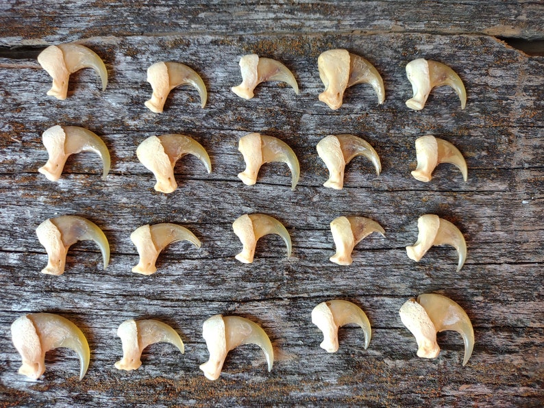 Deathtaxusa • Real Bobcat Claw Lot of 5 | Animal Claws | Natural ...