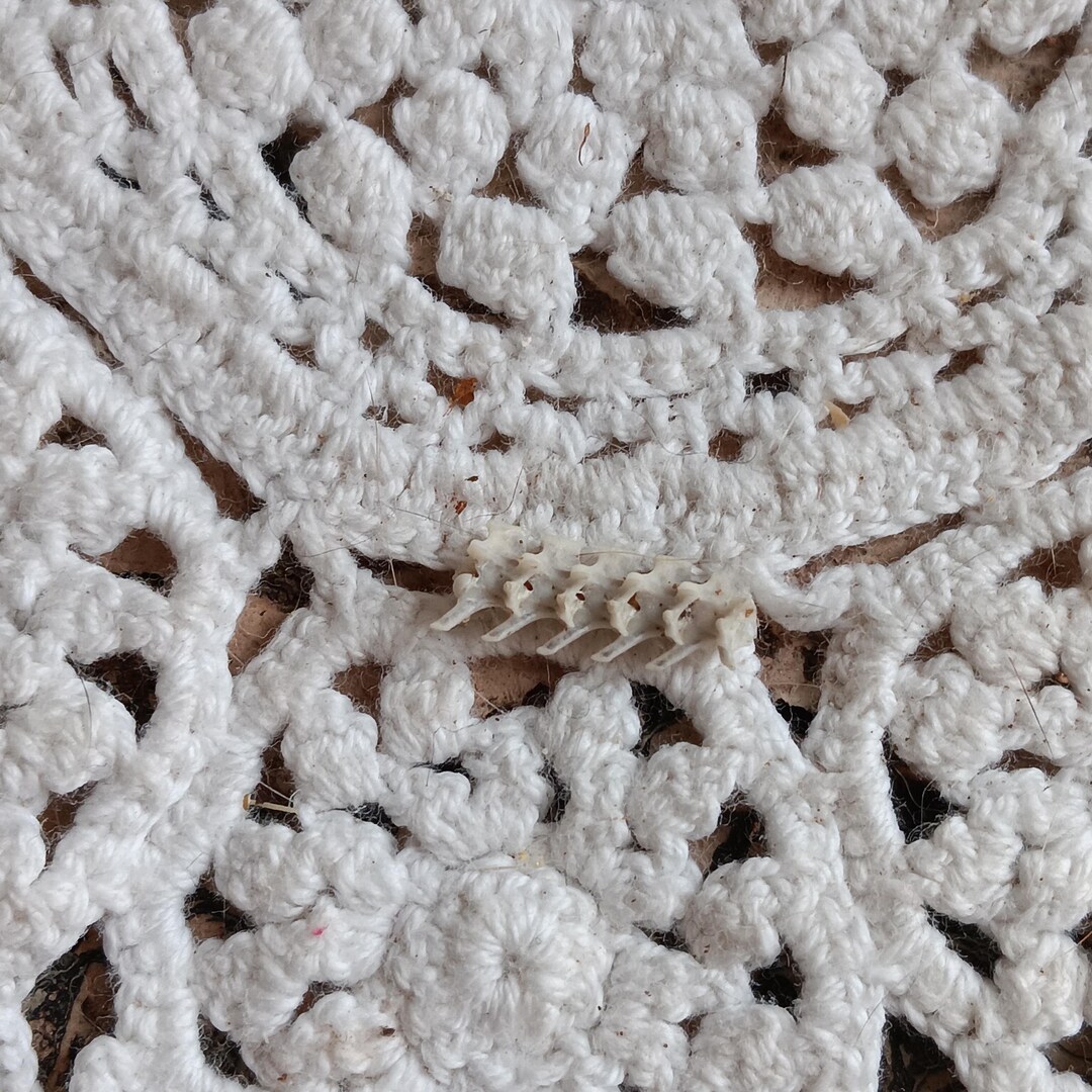 Deathtaxusa • #3613 - Real Snake Articulated Spinal Column Vertebrae ...