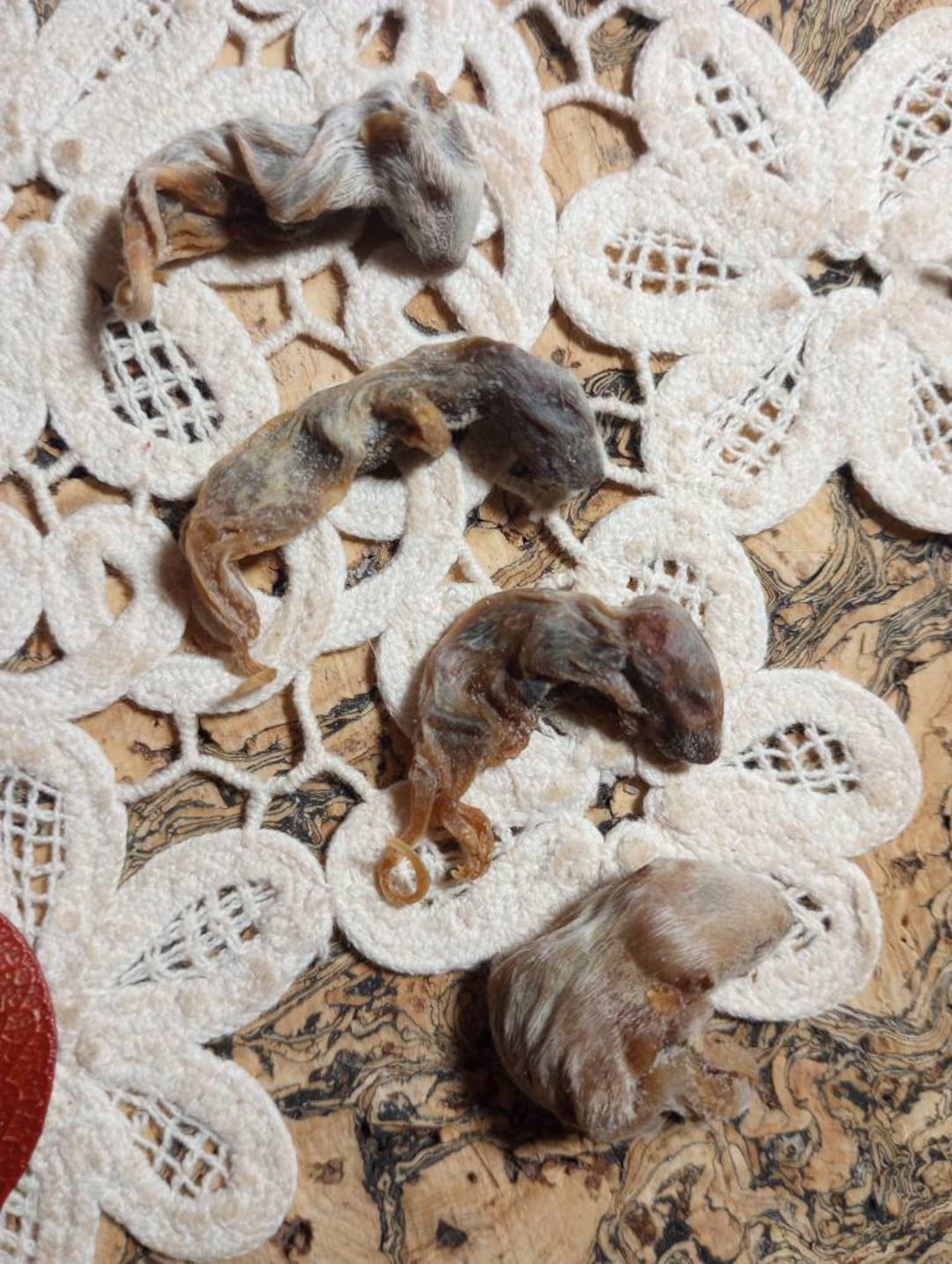 Deathtaxusa 1314 Real Mummified Dried Baby Domestic Pinky Mouse Rodent ...