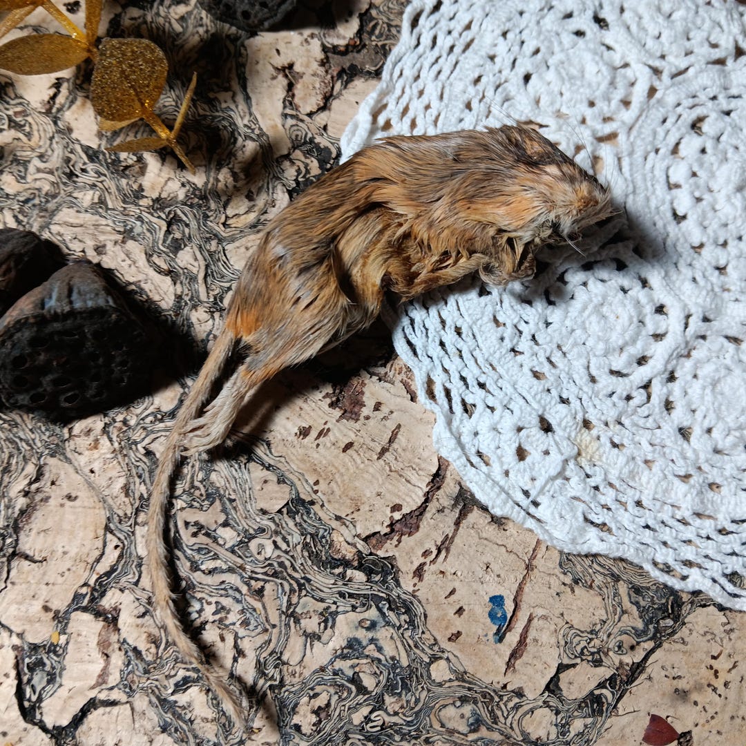 Deathtaxusa • #3768 - Real Mummified Dried Wild Whole Rodent Mouse ...
