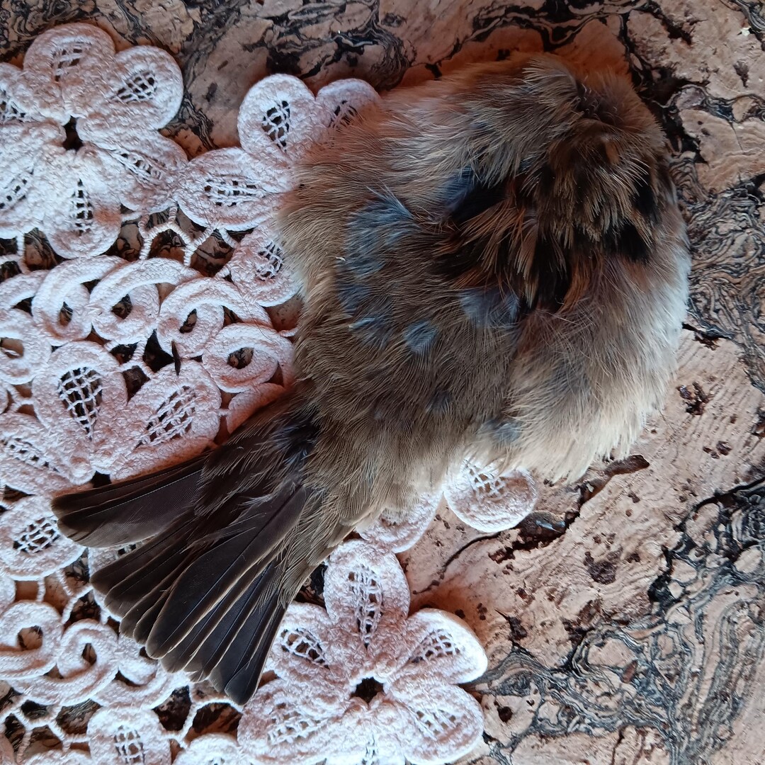 Deathtaxusa 3349 Real Animal Mummified European House Sparrow Pelt Tail ...