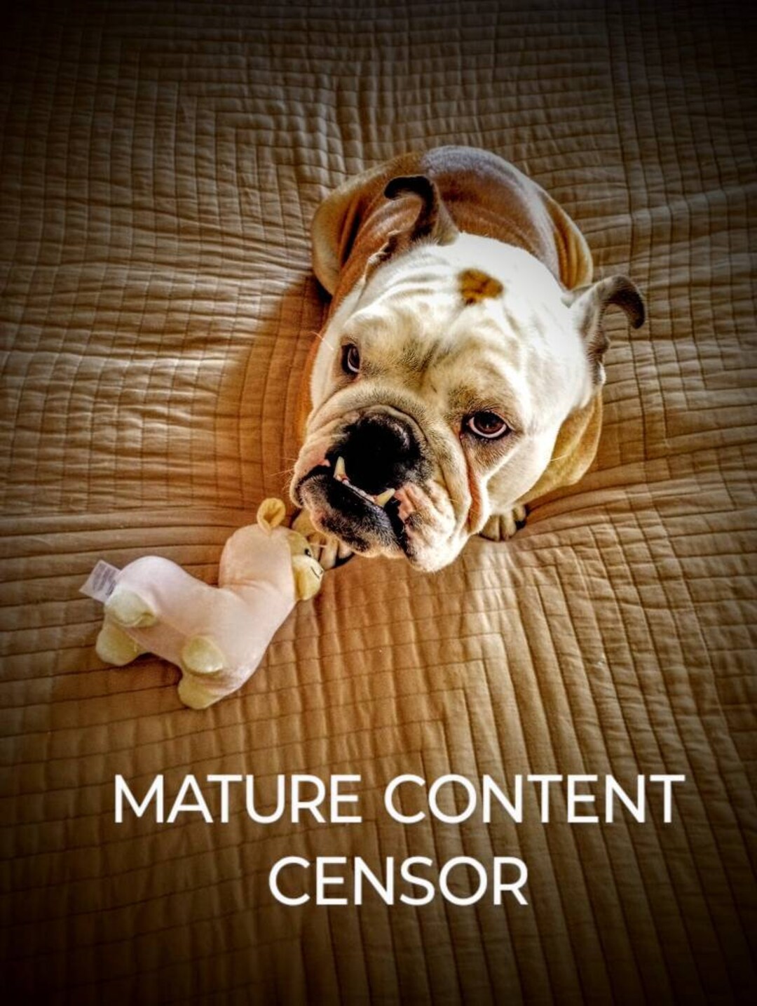 Deathtaxusa Real Animal Newborn Pygmy Domestic Hedgehog Young Baby ...