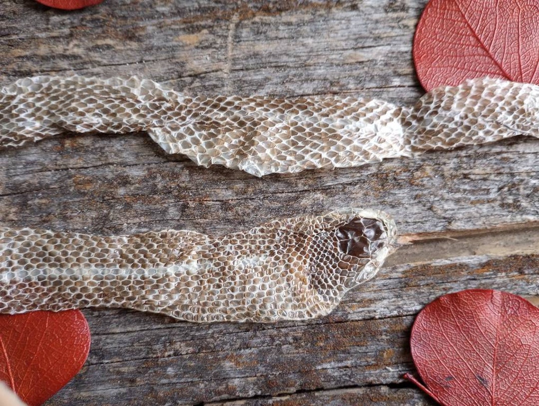 Deathtaxusa • #27 - 56" Kingsnake King Snake Skin Shed Molt | Serpent ...