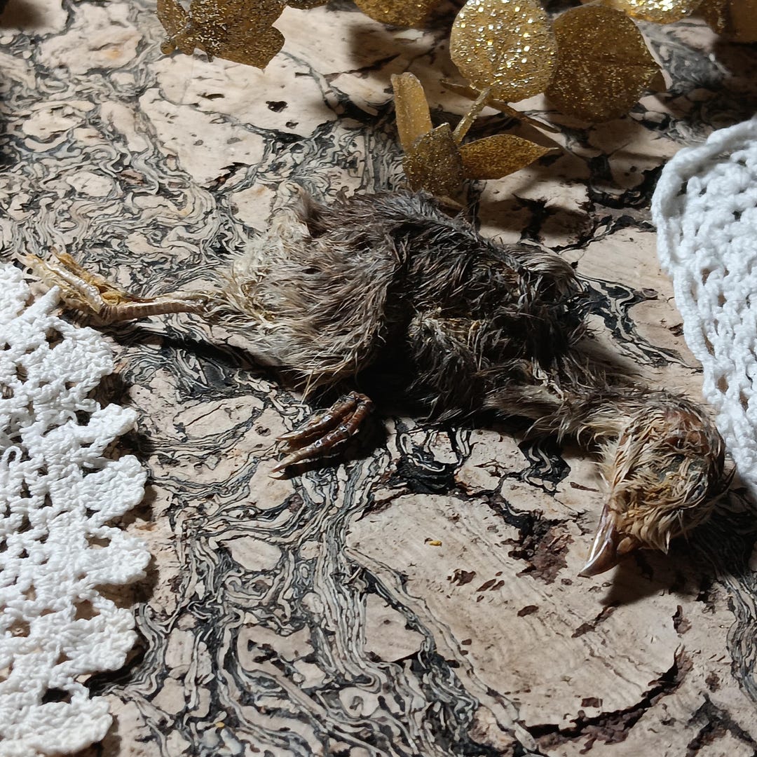 Deathtaxusa • #3746 - Real Mummified Dried Baby Domestic Chicken Chick ...