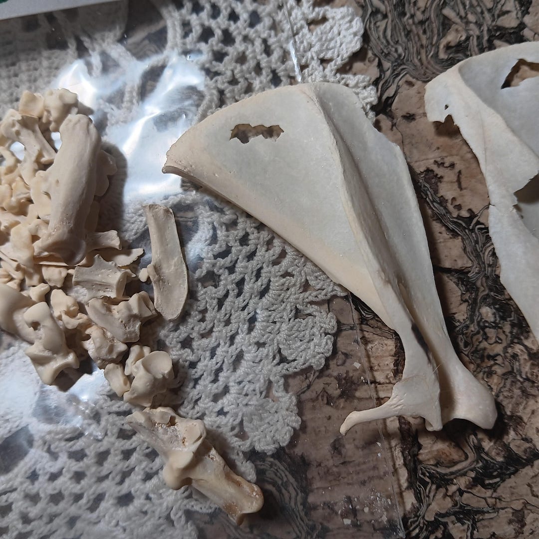 Deathtaxusa • #2257 - Real Domestic Bunny Rabbit Bone Lot | Animal ...