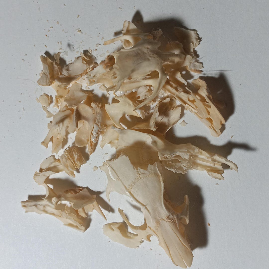 Deathtaxusa • #2906 - Real Animal Domestic Rodent Skulls Bone Lot ...