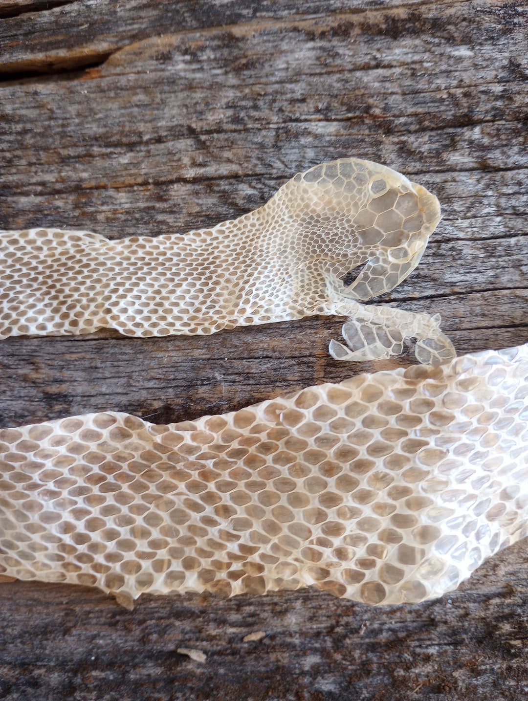 Deathtaxusa • #14 - 30" Venomous Trans Pecos Copperhead Skin Shed Molt ...