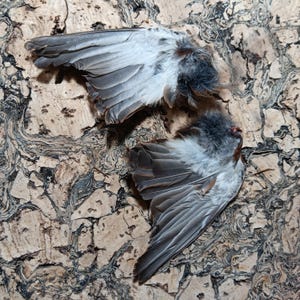 Deathtaxusa 3274 Real Animal Mummified European House Sparrow Wings ...