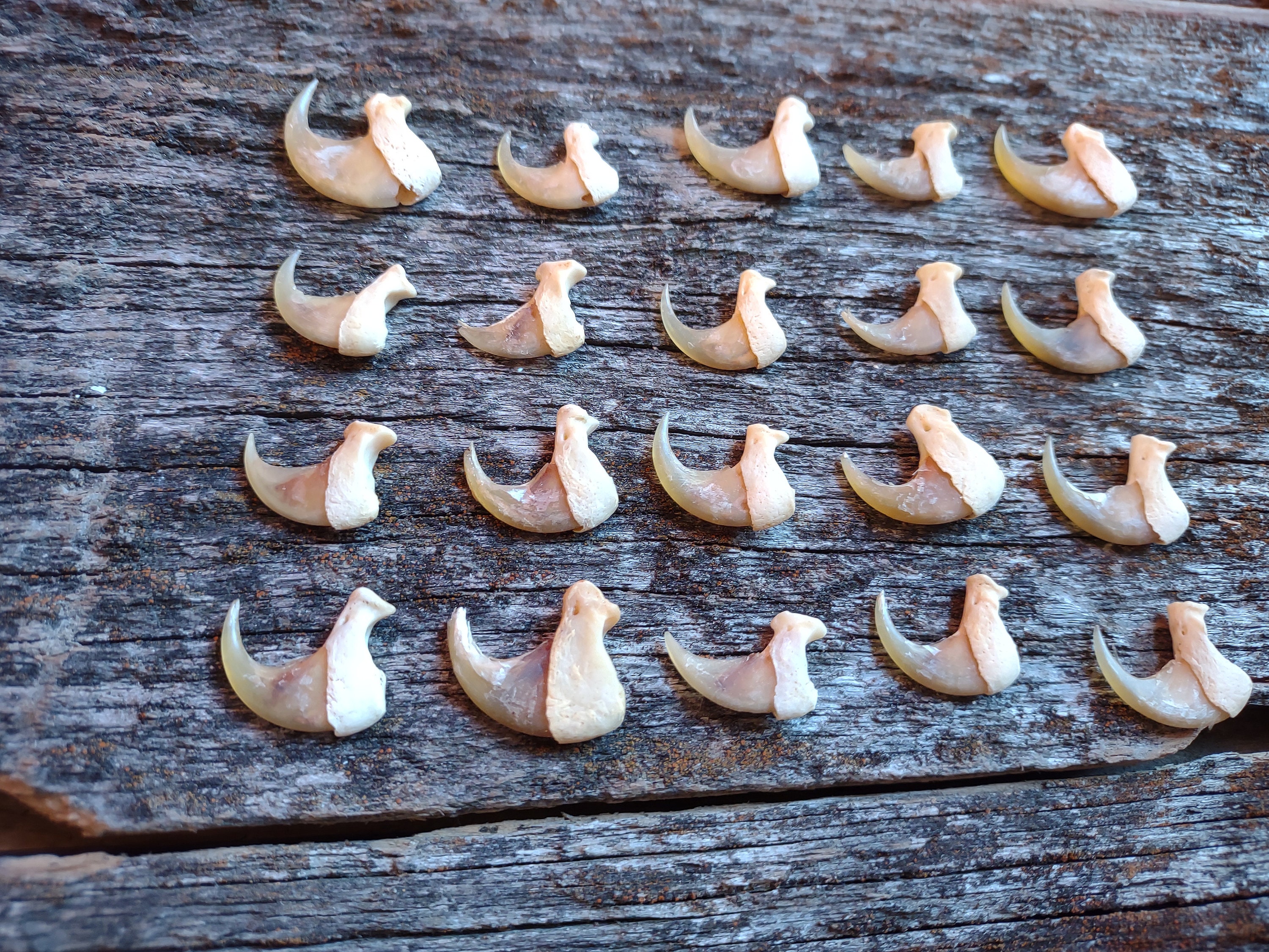 Deathtaxusa Real Bobcat Claw Lot of 5 Animal Claws - Etsy