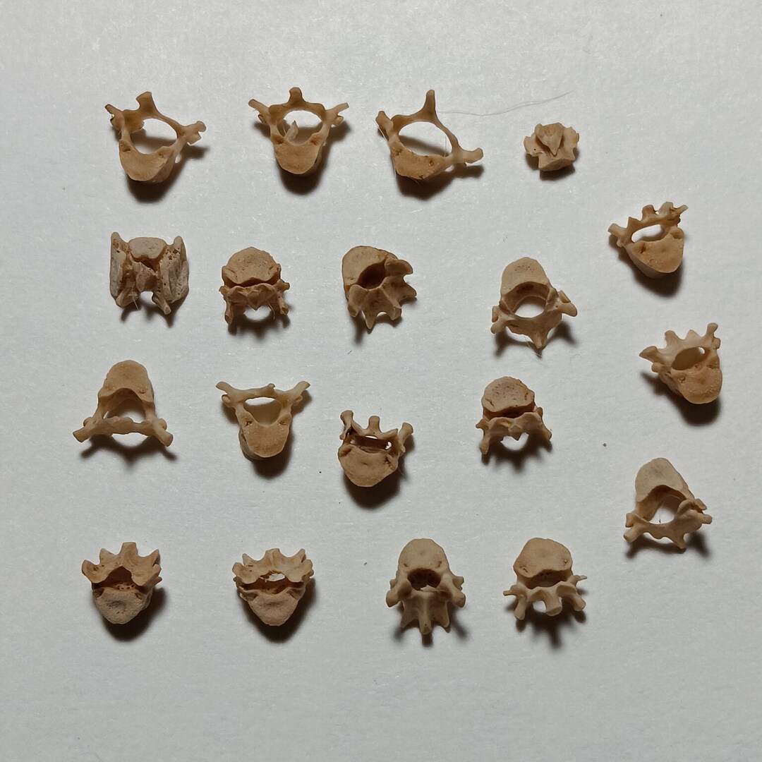 Deathtaxusa • #3861 - Real Animal Domestic Hedgehog Vertebrae Bone Lot ...