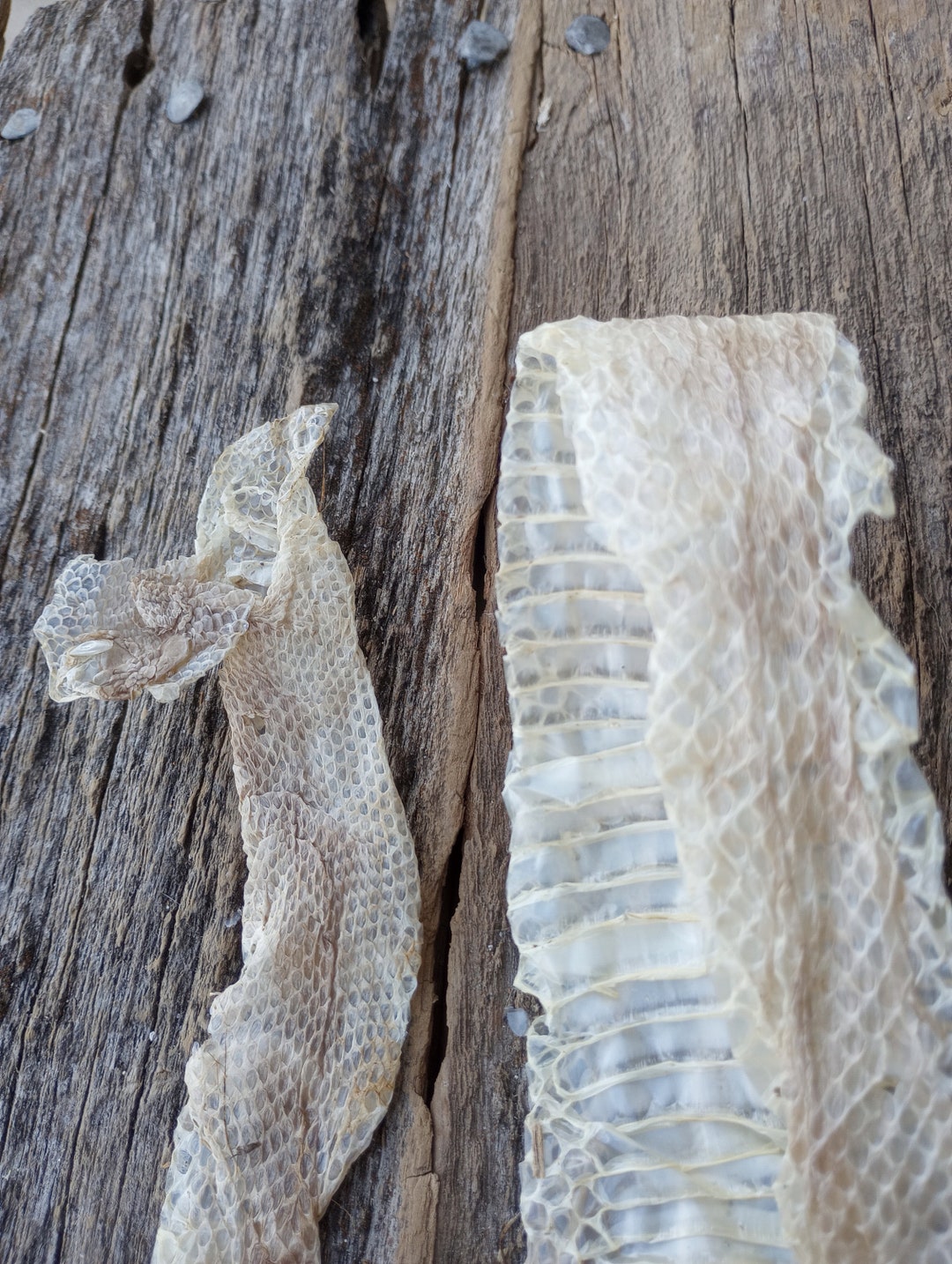 Deathtaxusa 73 32 Venomous Rattlesnake Rattler Serpent Skin Shed Molt ...