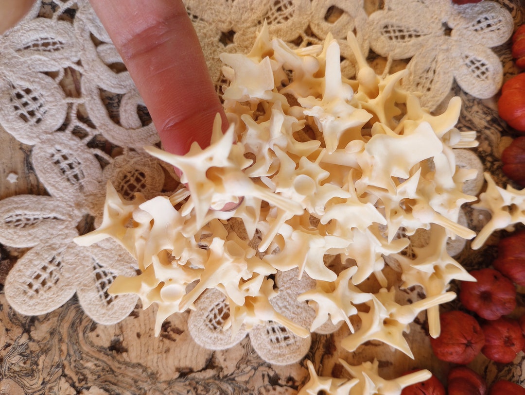 Deathtaxusa • #25 - ONE (1) Real Eastern Diamondback Rattler ...