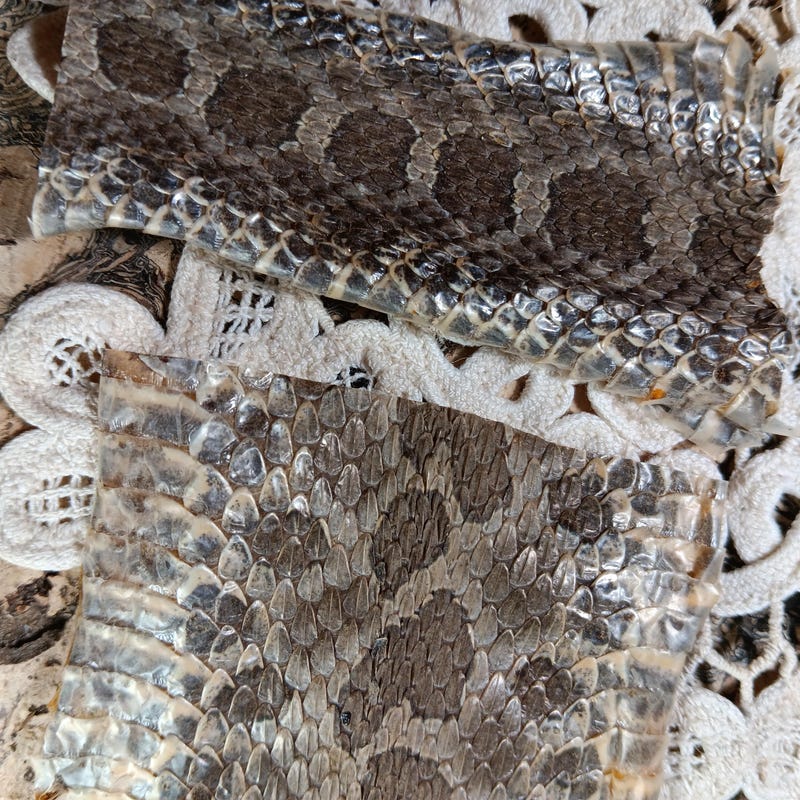 Rattle Skin Lots - Etsy