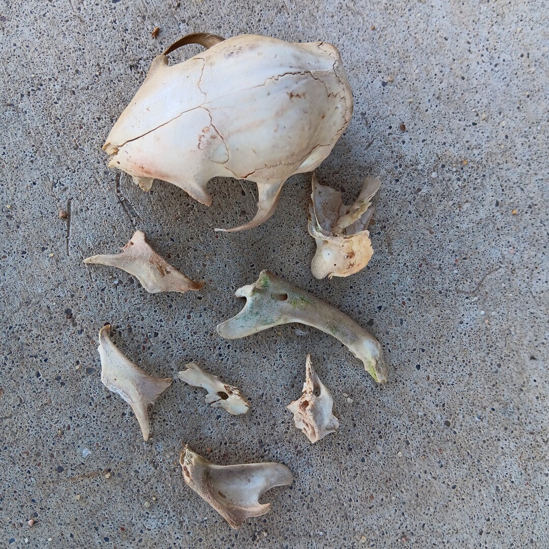 Deathtaxusa • Real Animal Young Skull Fragments Bone Lot | Bones ...