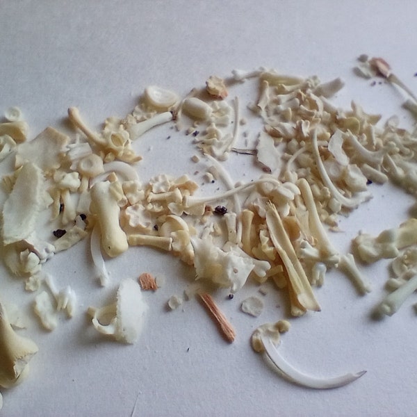 Mouse Bones - Etsy