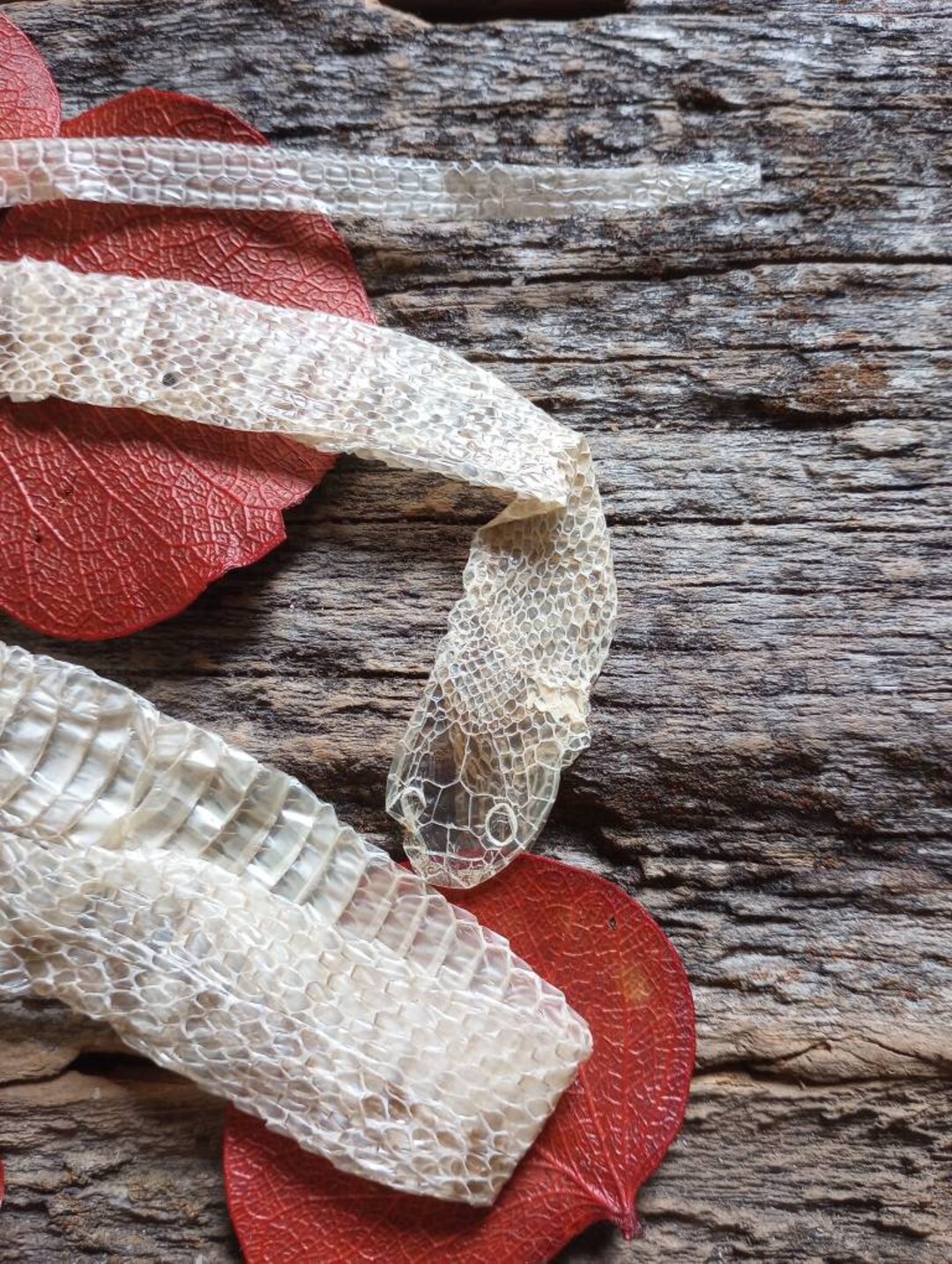 Deathtaxusa • #38 - 32" Kingsnake King Snake Skin Shed Molt | Serpent ...