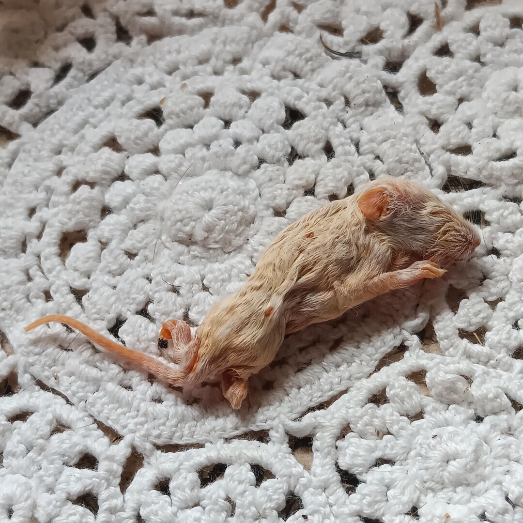 Deathtaxusa • #250 - Real Mummified Dried Baby Domestic White Mouse ...