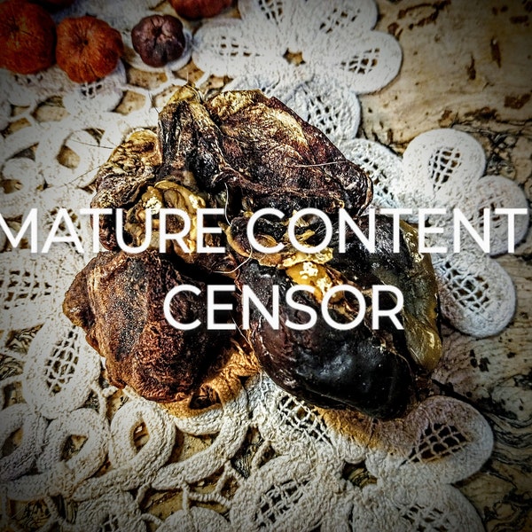 Raccoon Taxidermy - Etsy