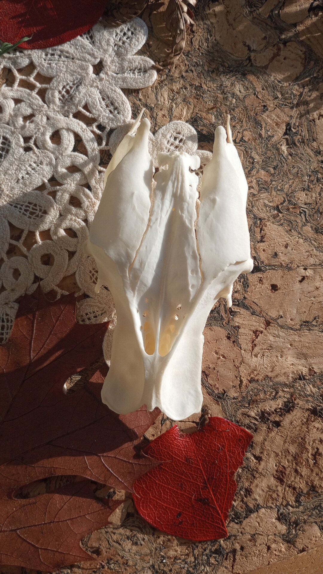 Deathtaxusa • #1950 - Real Animal Domestic Chick Chicken Pelvis Pelvic ...