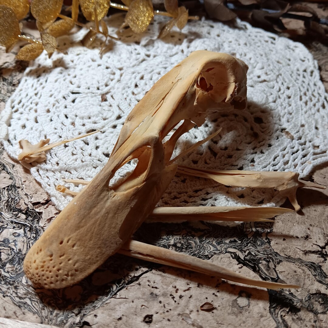 Deathtaxusa 3419 Real Animal Bird Domestic Pekin Duck Skull Skulls Head ...
