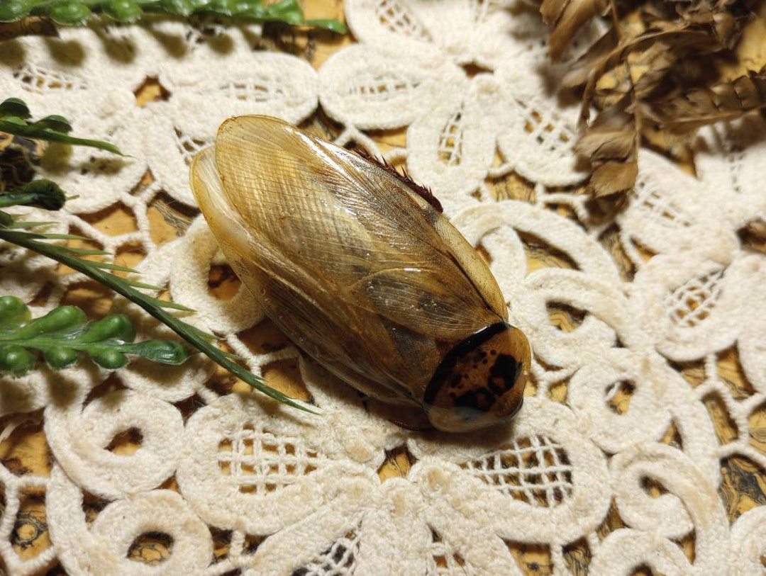 Deathtaxusa 1704 Real Animal Mummified Ivory Head Roach Cockroach ...