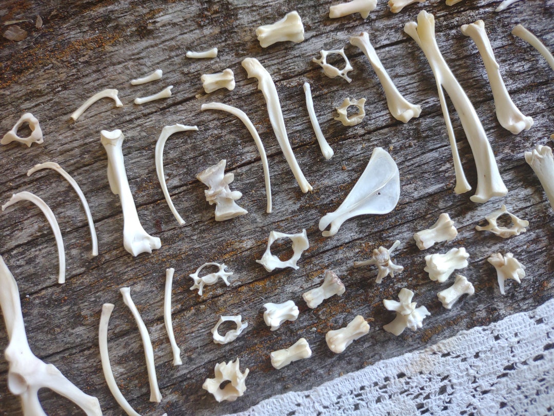 Deathtaxusa A5 50 Real Animal Domestic Rodent Rat Bone Lot Mouse Mice ...