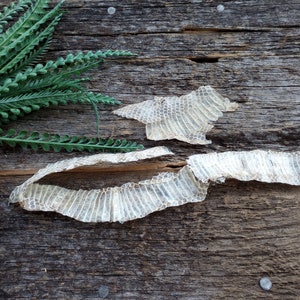 Deathtaxusa 82 SCRAPS Venomous Copperhead Serpent Skin Shed Molt Snake ...