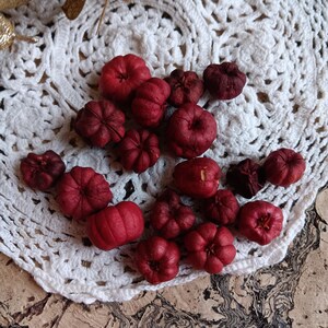 Deathtaxusa 3385 Real Miniature Mini Pumpkin Putka Pods Lot Pumpkins ...