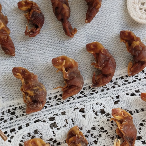 Taxidermy Rat - Etsy