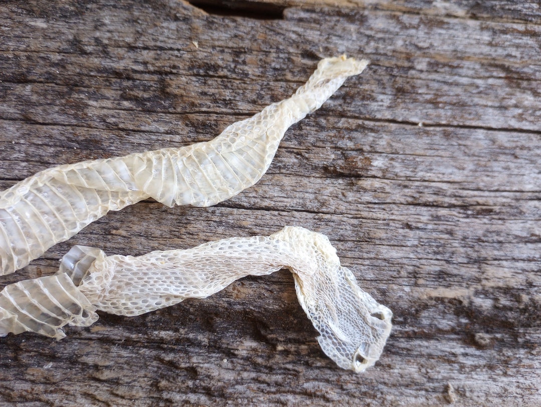 Deathtaxusa 72 23 Venomous Rattlesnake Rattler Skin Shed Molt Snake ...