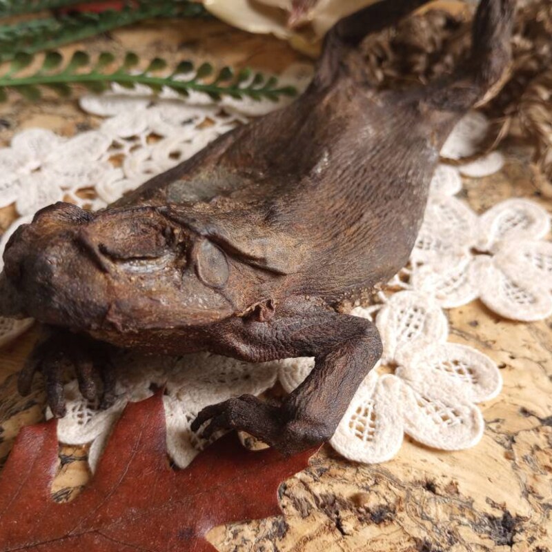 Mummified - Etsy