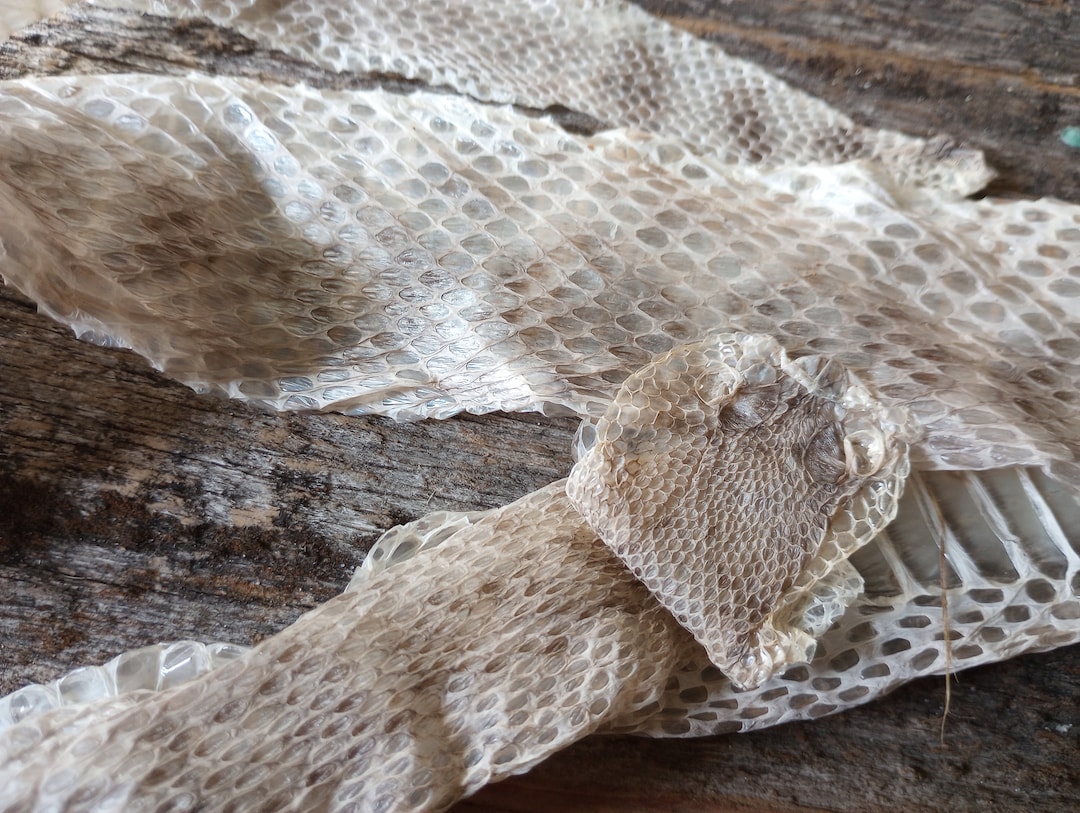 Deathtaxusa 24 45 Venomous Western Diamondback Rattlesnake Rattler ...