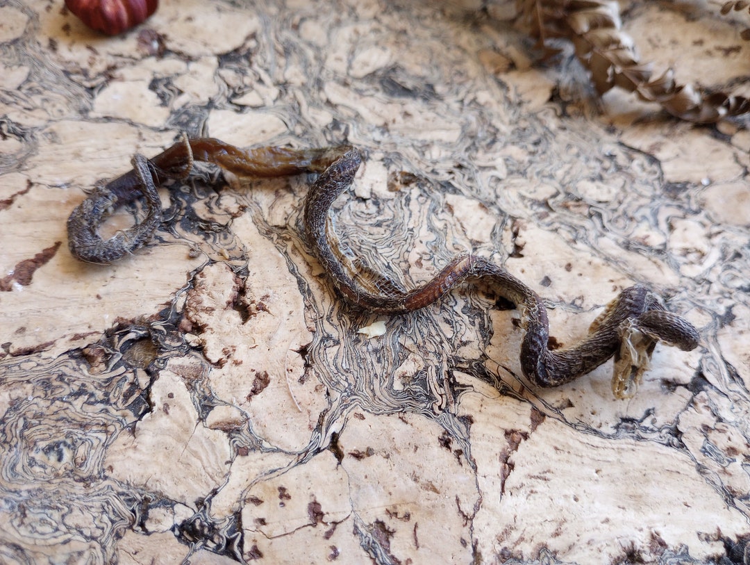 Deathtaxusa 2572 Real Animal Baby Mummified Neonate Kingsnake King ...