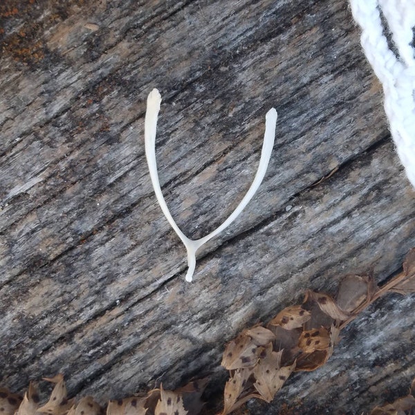 Real Wishbone - Etsy