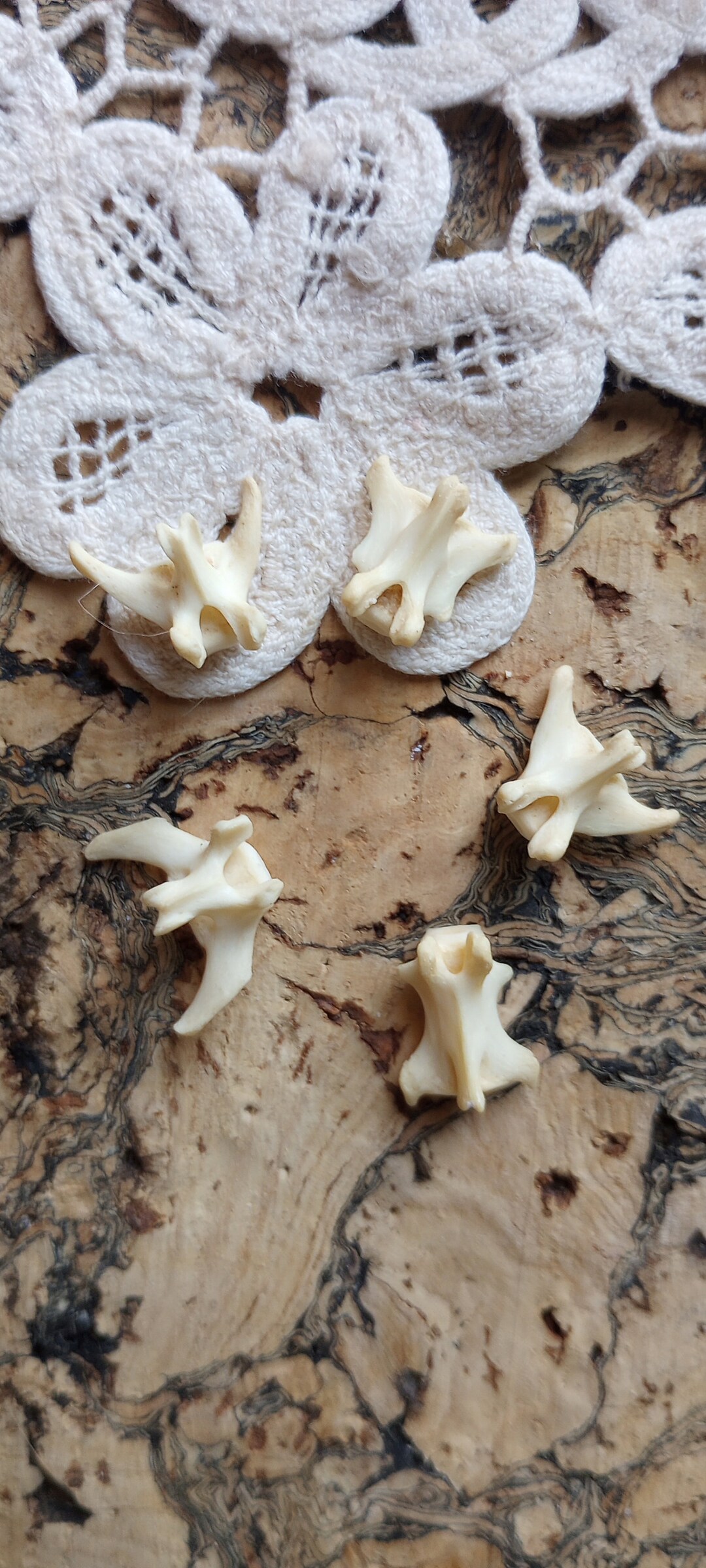 Deathtaxusa 2043 Real Animal Vertebrae Vertebra Skeletal Skeleton Set ...