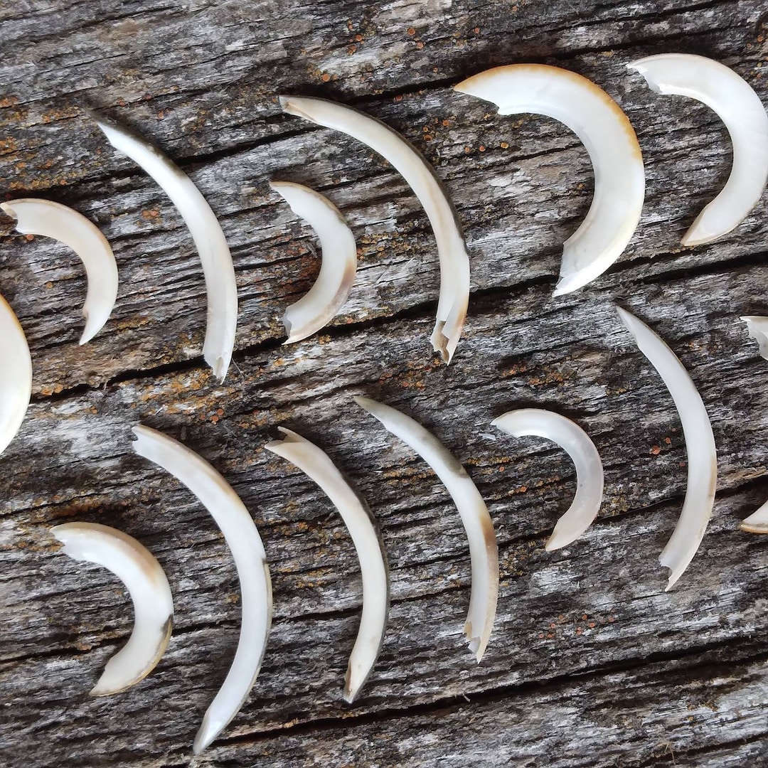 Deathtaxusa • #A23 - Real Animal Domestic Rat Mouse Teeth Lot of 10 ...