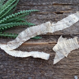 Deathtaxusa 82 SCRAPS Venomous Copperhead Serpent Skin Shed Molt Snake ...