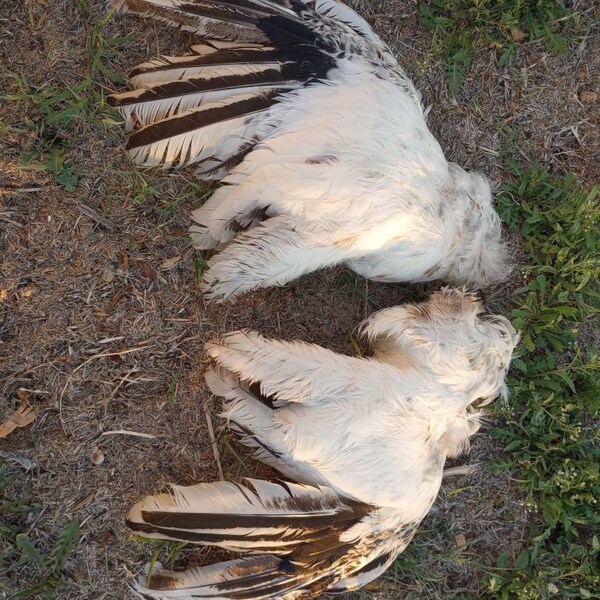 Voodoo Chicken Bones - Etsy