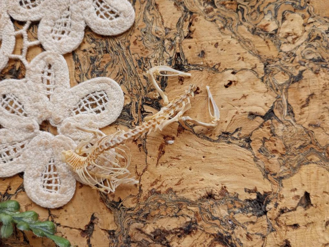 Deathtaxusa • #1554 - Real Animal Domestic Mouse Rat Skeletal Bone Lot ...